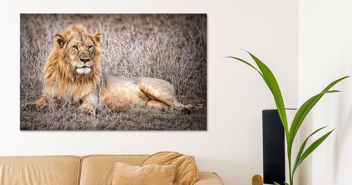 Liggende leeuw Taita Hills Kenia van Marjolein van Middelkoop op canvas, behang en meer